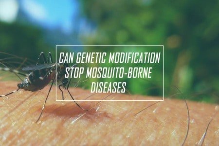 Genetically modified Mosquitoes to solve an ages old problem