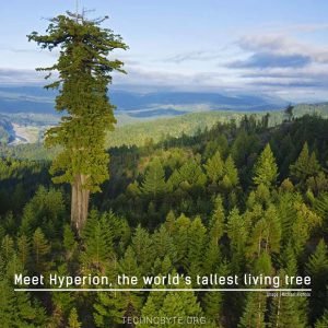 The tallest tree in the world - The Mighty Hyperion